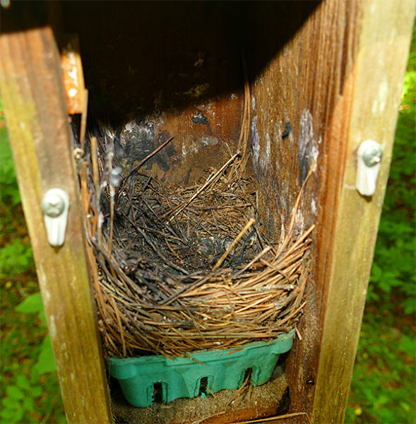 Nest Box Update 5.28.19 | Nature Watch