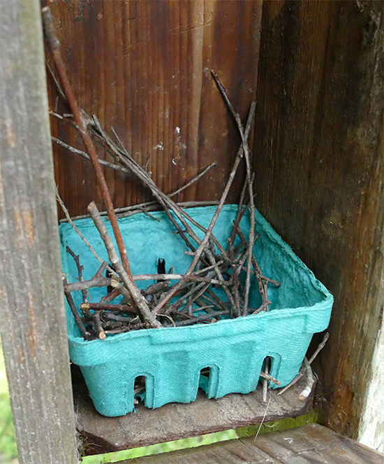 Nest Box Update 6.18.19 | Nature Watch