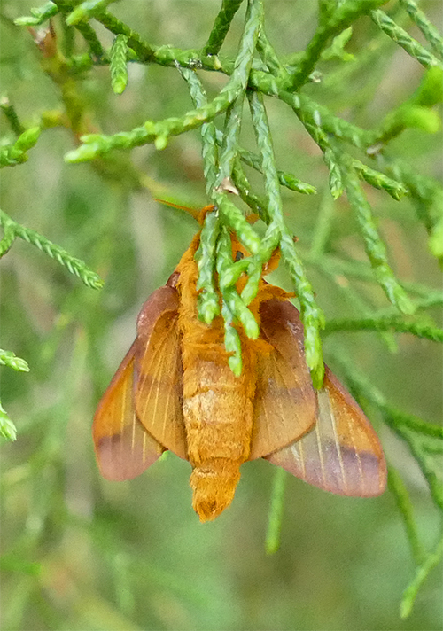 What’s Happening in the Wild | Nature Watch