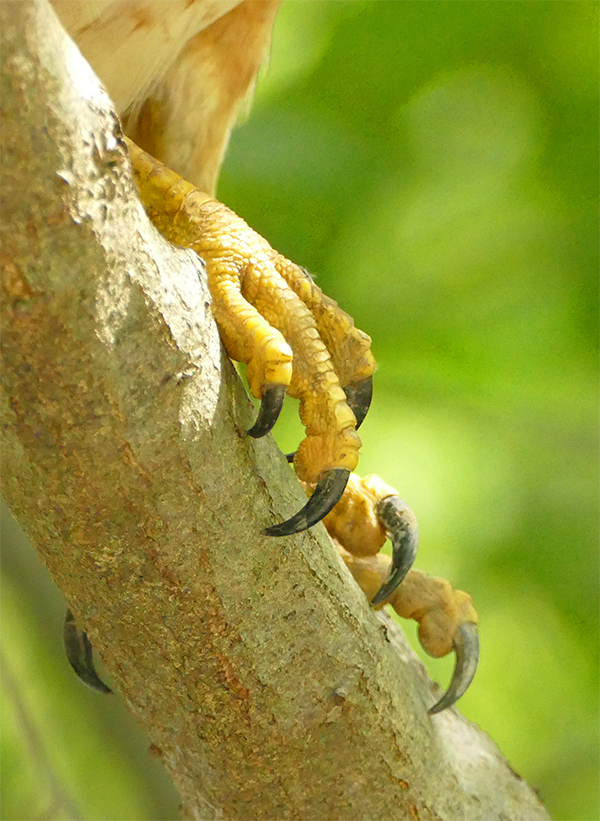Red Shoulders and Red Tails | Nature Watch