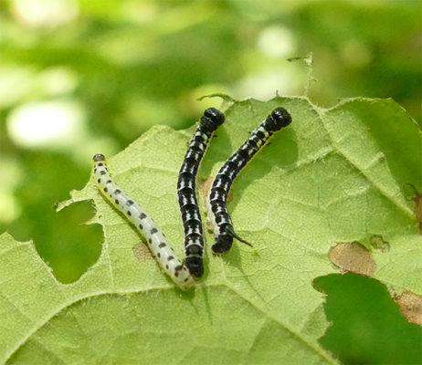 Catalpa Worms | Nature Watch