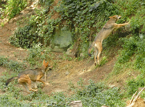 Run Wolf Run | Nature Watch