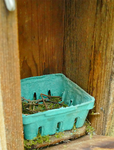 Nest Box Update 8.6.19 (the final count) | Nature Watch