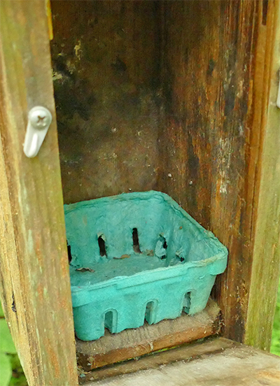 Nest Box Update 8.6.19 (the final count) | Nature Watch