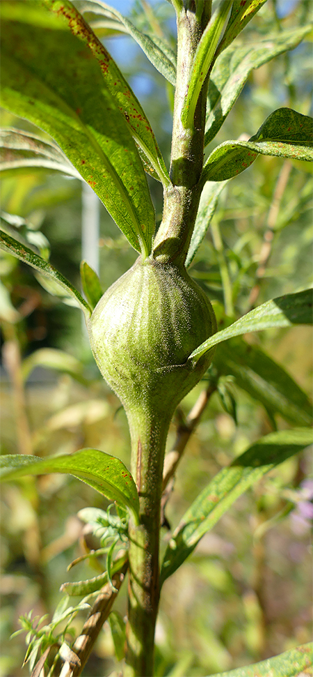 Early Fall | Nature Watch