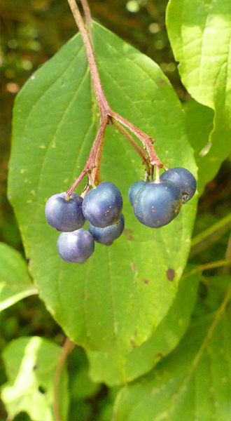 Early Fall | Nature Watch