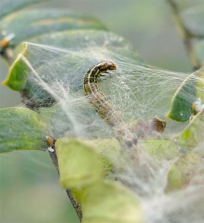 What’s to Eat | Nature Watch