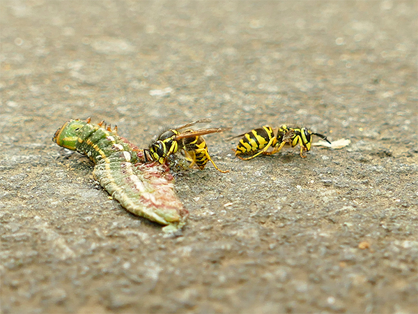 What’s to Eat | Nature Watch