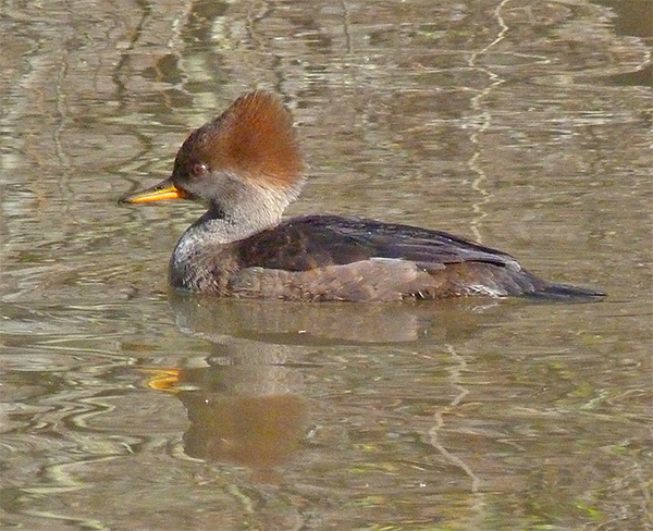 Mergansers Are Back | Nature Watch
