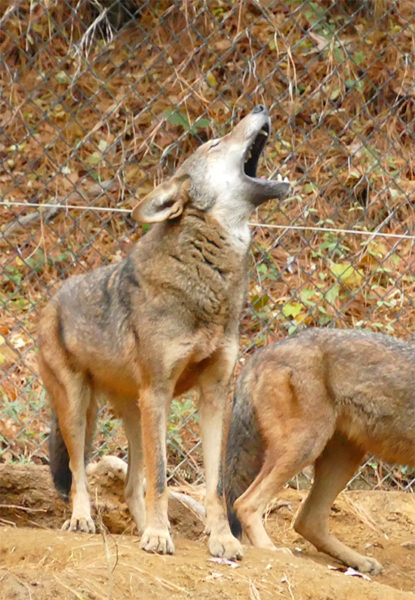 The Howling | Nature Watch