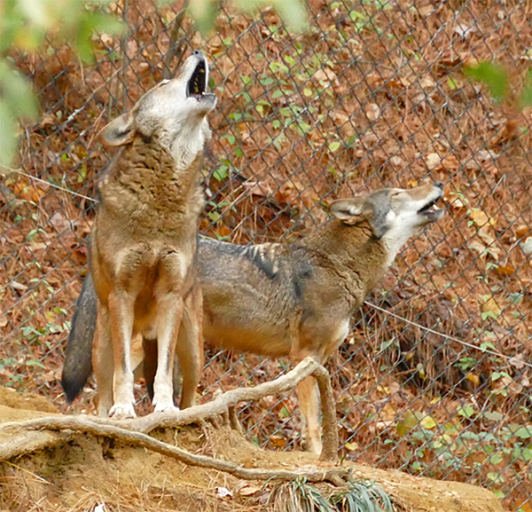The Howling | Nature Watch