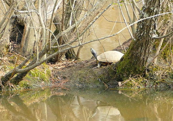 Turtles in Winter | Nature Watch