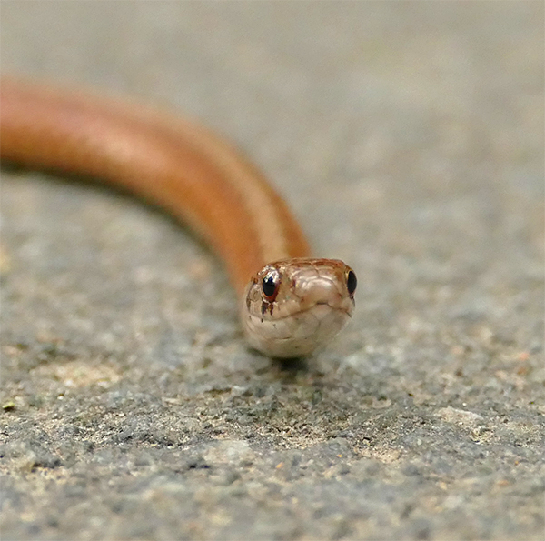 Snakes in Winter | Nature Watch