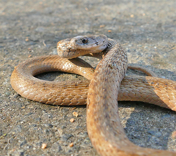 Snakes in Winter | Nature Watch