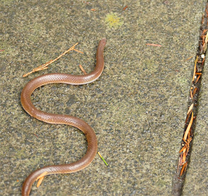 Snakes in Winter | Nature Watch