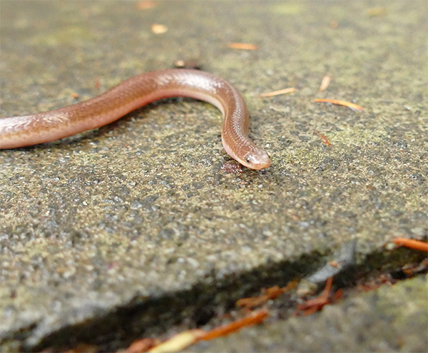 Snakes in Winter | Nature Watch