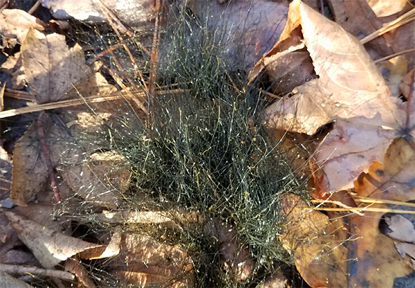 A Hairy Fungus | Nature Watch
