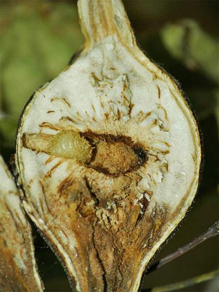 Goldenrod Gall | Nature Watch