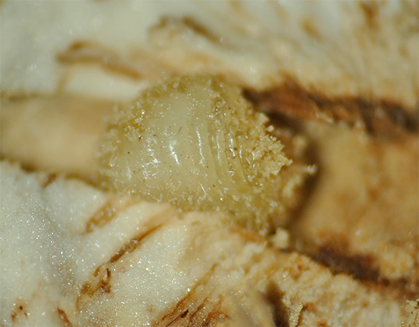 Goldenrod Gall | Nature Watch