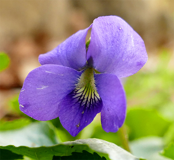 Spring? | Nature Watch