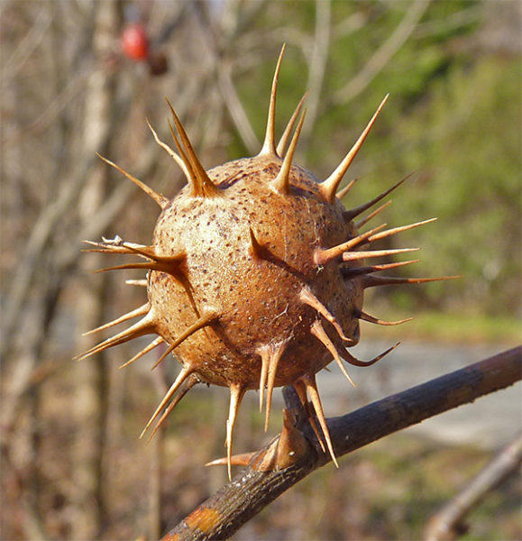 A Tiny Wasp and Spiny Gall | Nature Watch