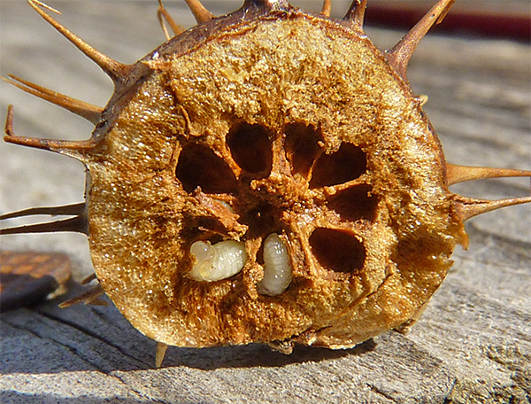 A Tiny Wasp and Spiny Gall | Nature Watch