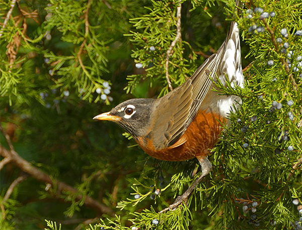 Early Spring | Nature Watch