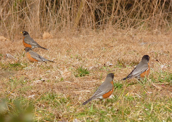 Early Spring | Nature Watch