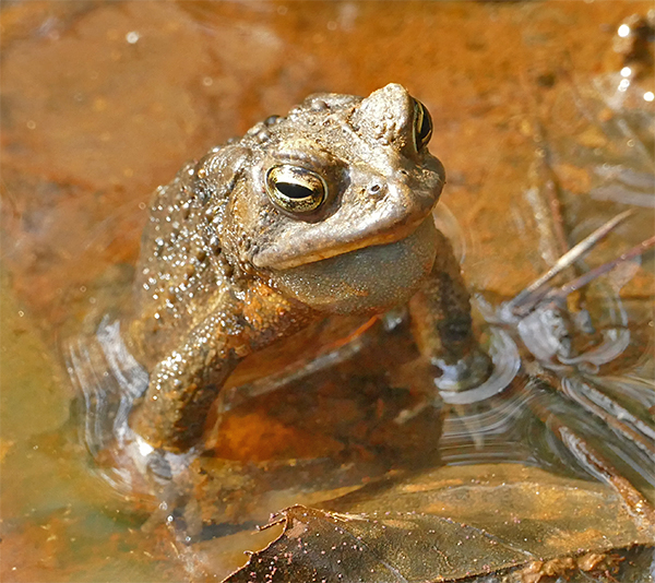 A Toad and a Treefrog | Nature Watch