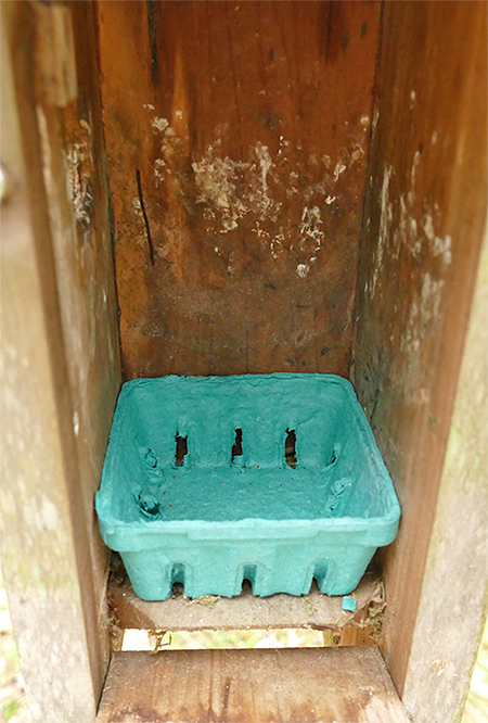 Nest Box Season | Nature Watch