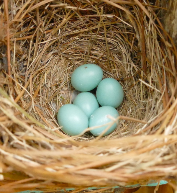 Nest Box Update | Nature Watch