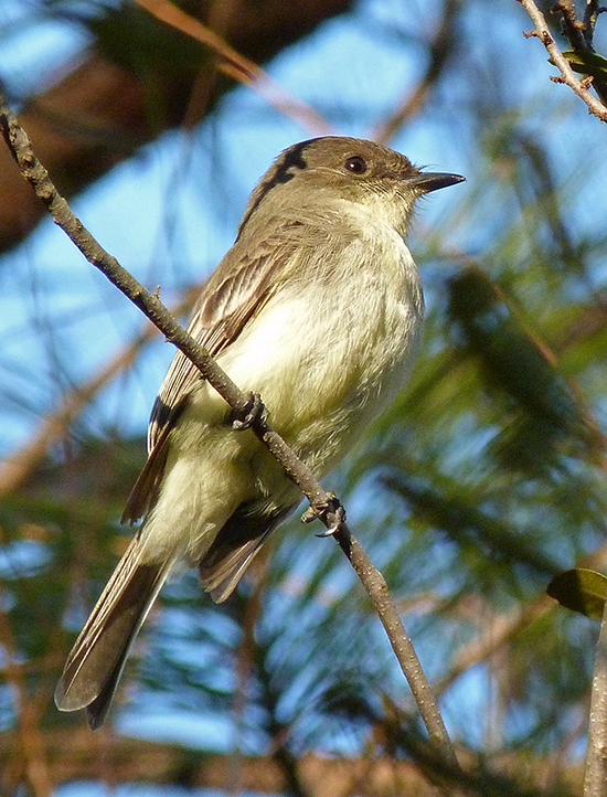 Early Spring | Nature Watch
