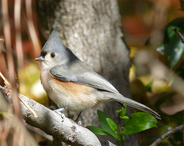 Early Spring | Nature Watch