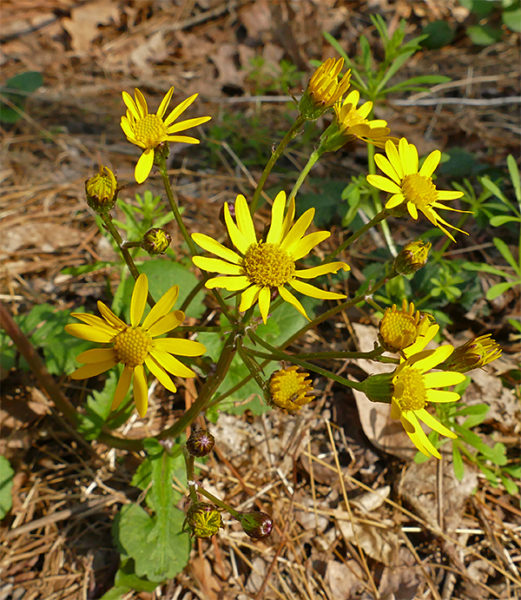 Bloomers | Nature Watch