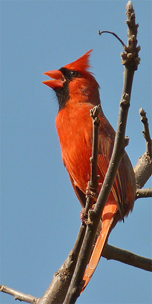 Early Spring | Nature Watch