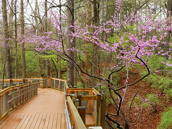 Bloomers | Nature Watch