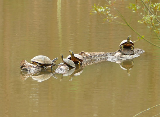 Turtle Logs | Nature Watch