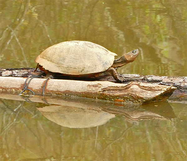 Turtle Logs | Nature Watch