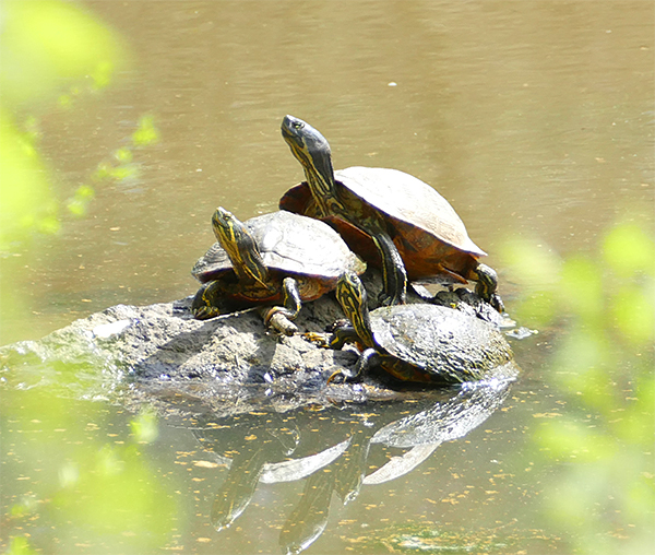Turtle Logs | Nature Watch