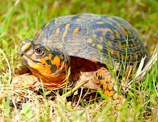 Box Turtle | Nature Watch