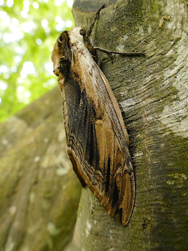 A Sphinx | Nature Watch