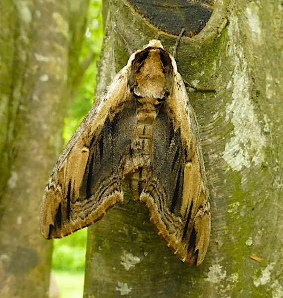A Sphinx | Nature Watch
