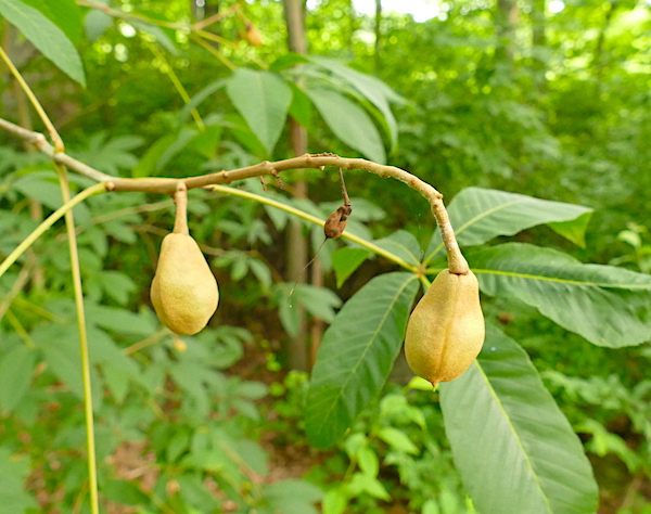 A Trip Outdoors | Nature Watch