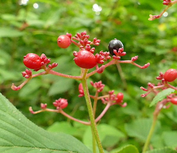 A Trip Outdoors | Nature Watch