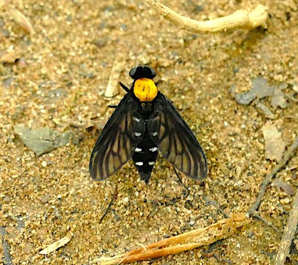 Two Hoppers and Two Flies | Nature Watch