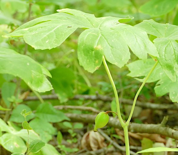 Mayapples | Nature Watch