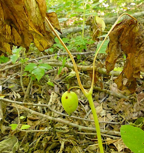 Mayapples | Nature Watch
