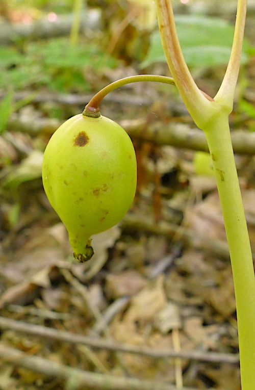 Mayapples | Nature Watch