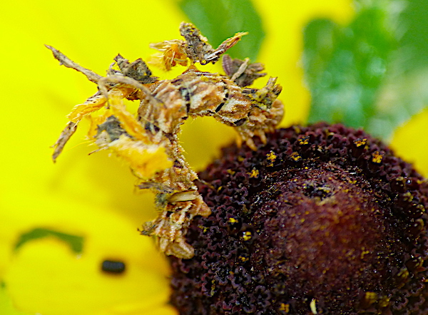 In Disguise | Nature Watch