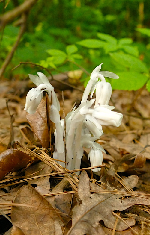 What’s Out There? | Nature Watch